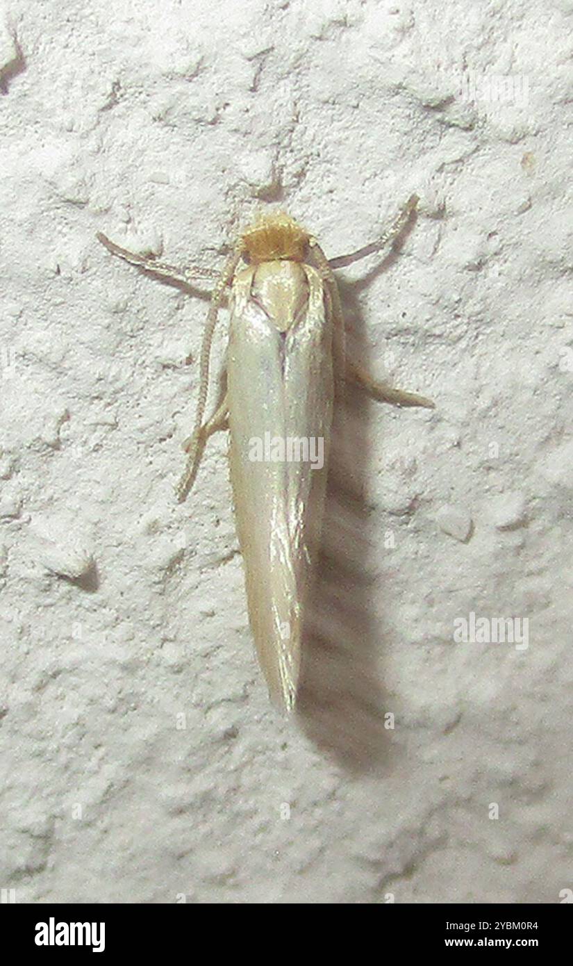 Fungus Moths, Clothes Moths, & Allies (Tineidae) Insecta Stock Photo ...