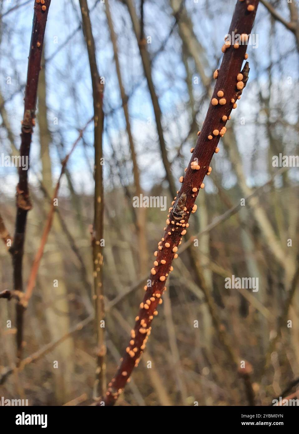 Coral Spot (Nectria cinnabarina) Fungi Stock Photo - Alamy