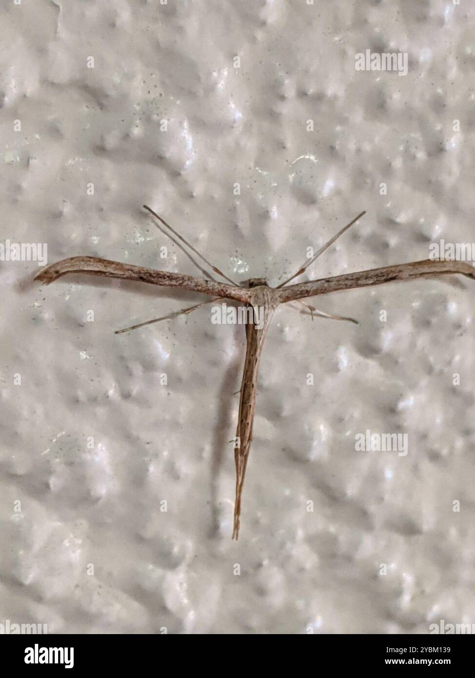 Morning-glory Plume Moth (Emmelina monodactyla) Insecta Stock Photo - Alamy