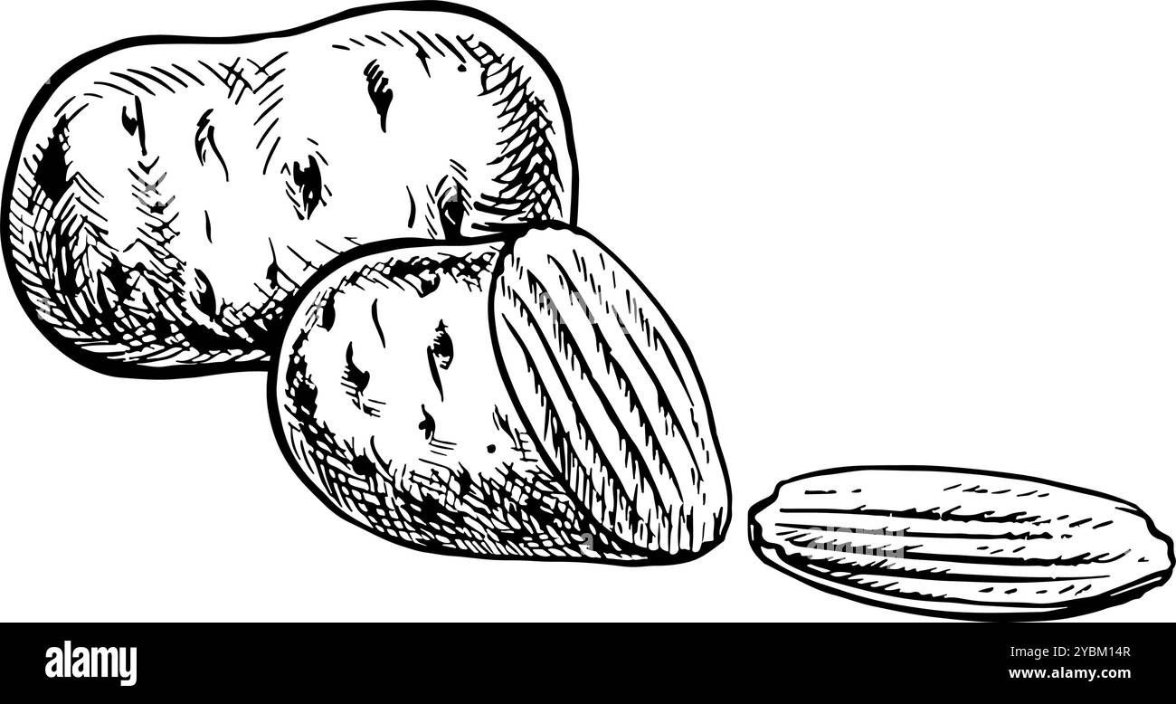 Potatoes, whole and sliced. Vector graphics with images of potatoes ...