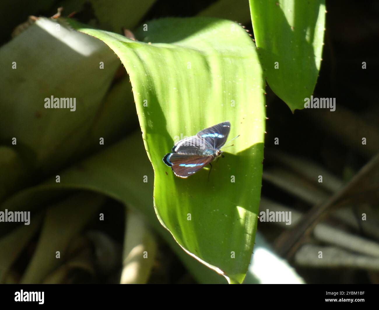 (Diaethria clymena janeira) Insecta Stock Photo - Alamy