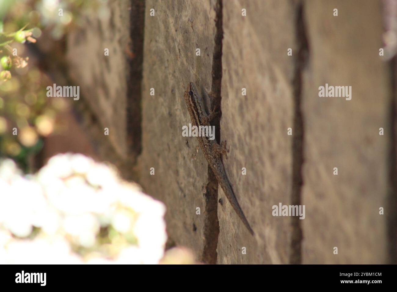 Common Dwarf Gecko (Lygodactylus capensis) Reptilia Stock Photo - Alamy