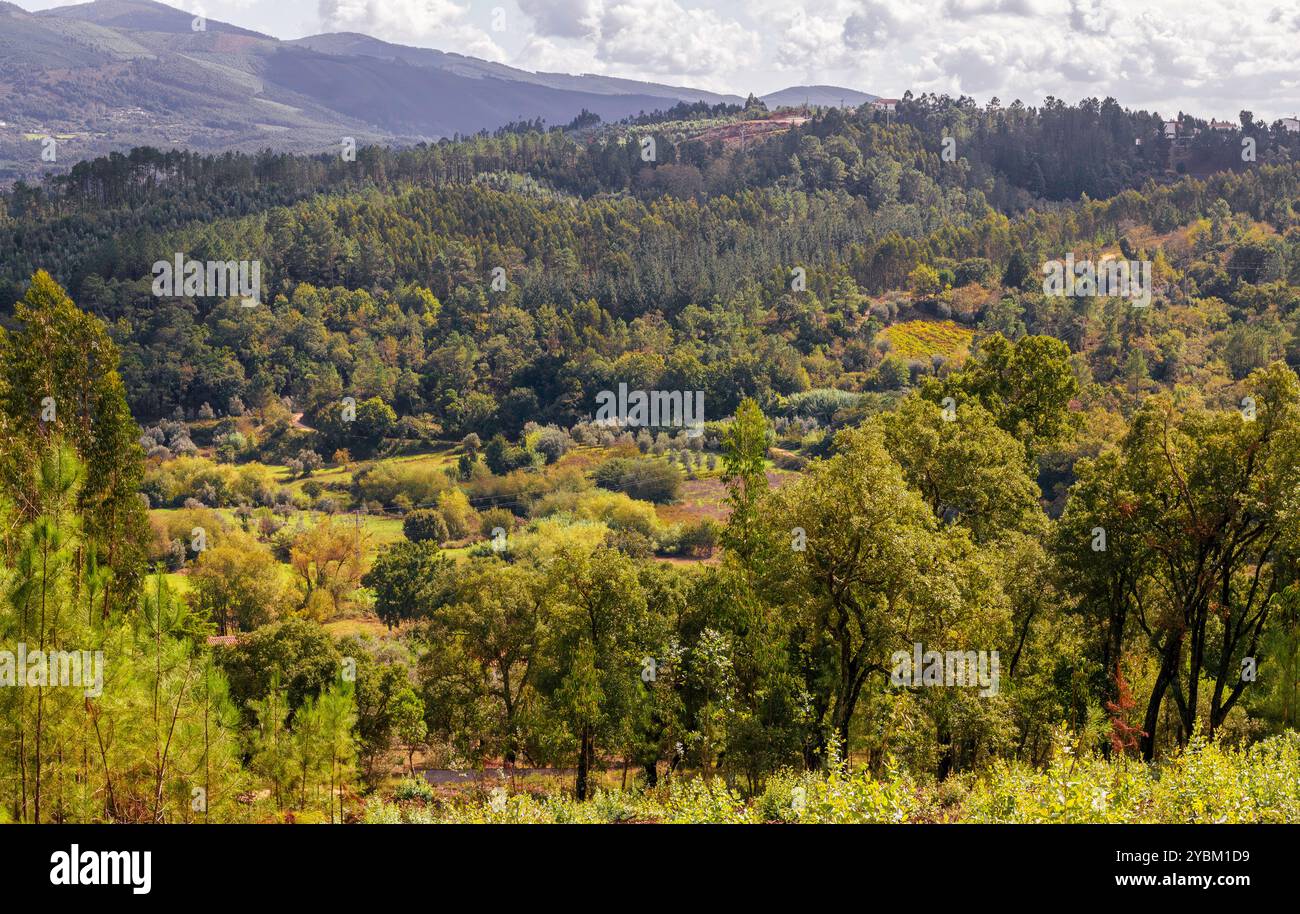 Eucalyptus forest countryside rural scenery hi-res stock photography ...
