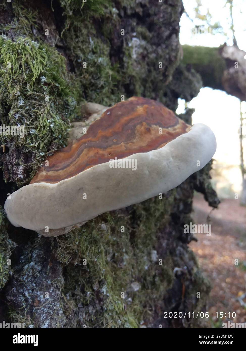 shelf fungi (Polyporales) Fungi Stock Photo - Alamy