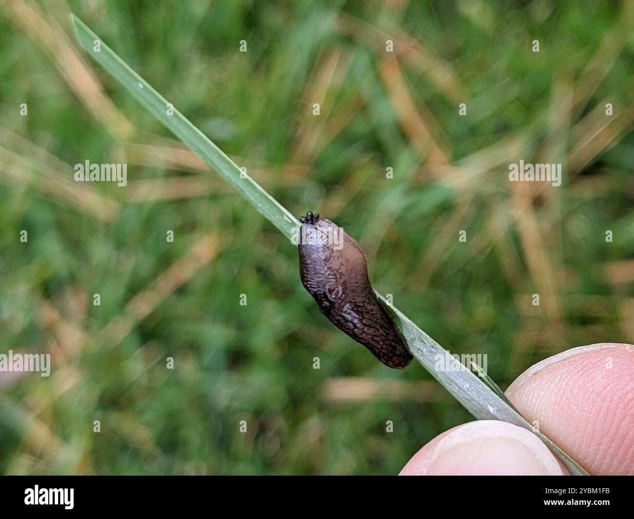 Smooth Land Slugs (Deroceras) Mollusca Stock Photo - Alamy