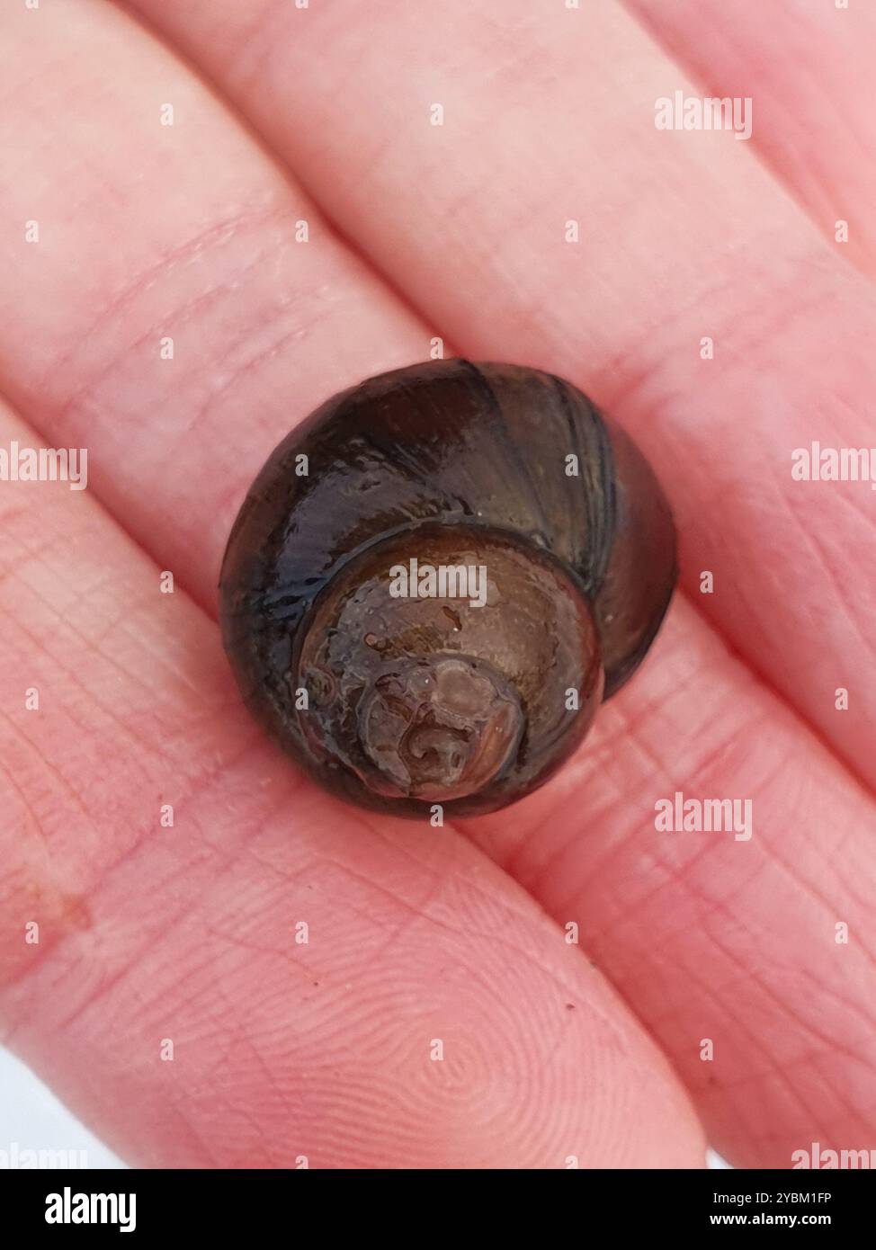 Common River-snail (Viviparus viviparus) Mollusca Stock Photo - Alamy