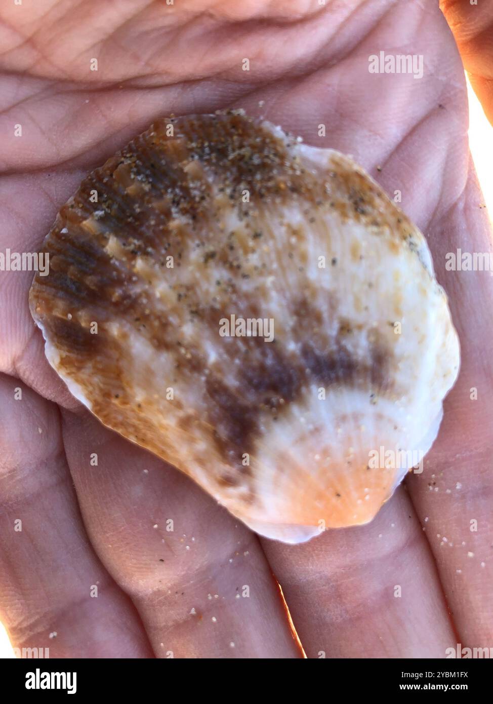 Giant Rock Scallop (Crassadoma gigantea) Mollusca Stock Photo - Alamy