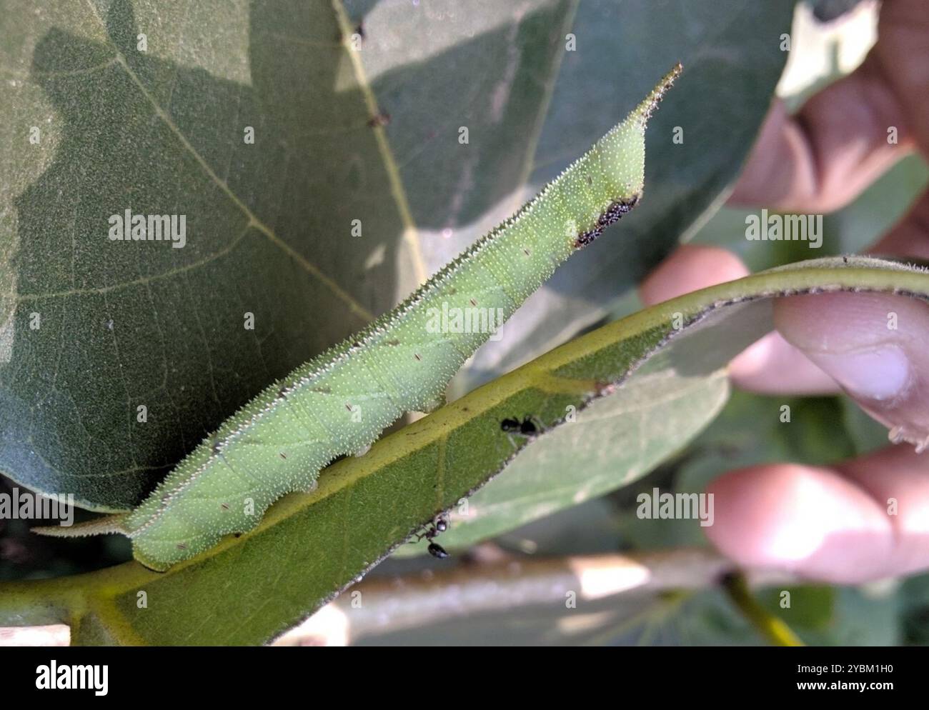 Sphinx Moths (Sphingidae) Insecta Stock Photo - Alamy