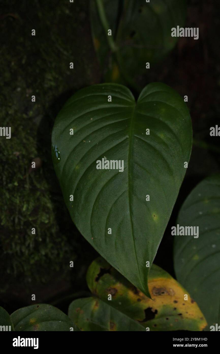 (Monstera wilsoniensis) Plantae Stock Photo - Alamy