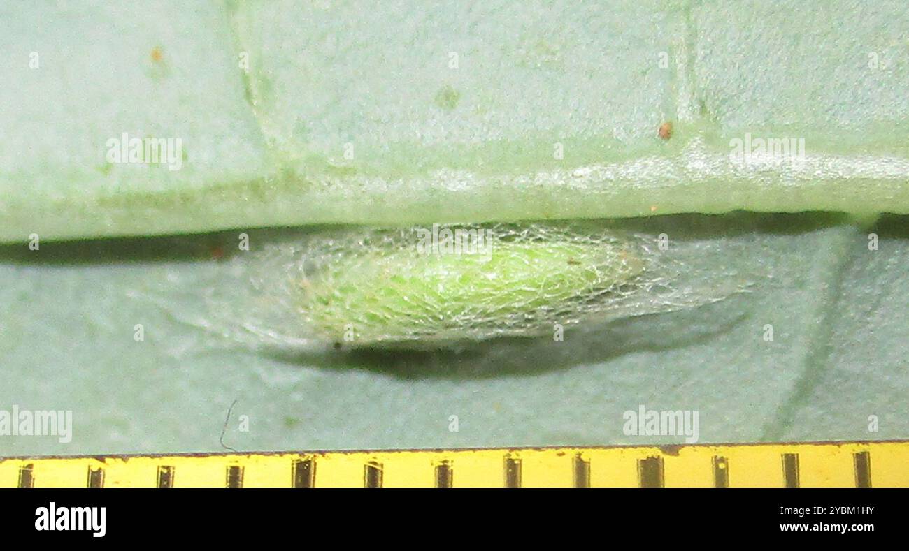 Diamondback Moth (Plutella xylostella) Insecta Stock Photo - Alamy
