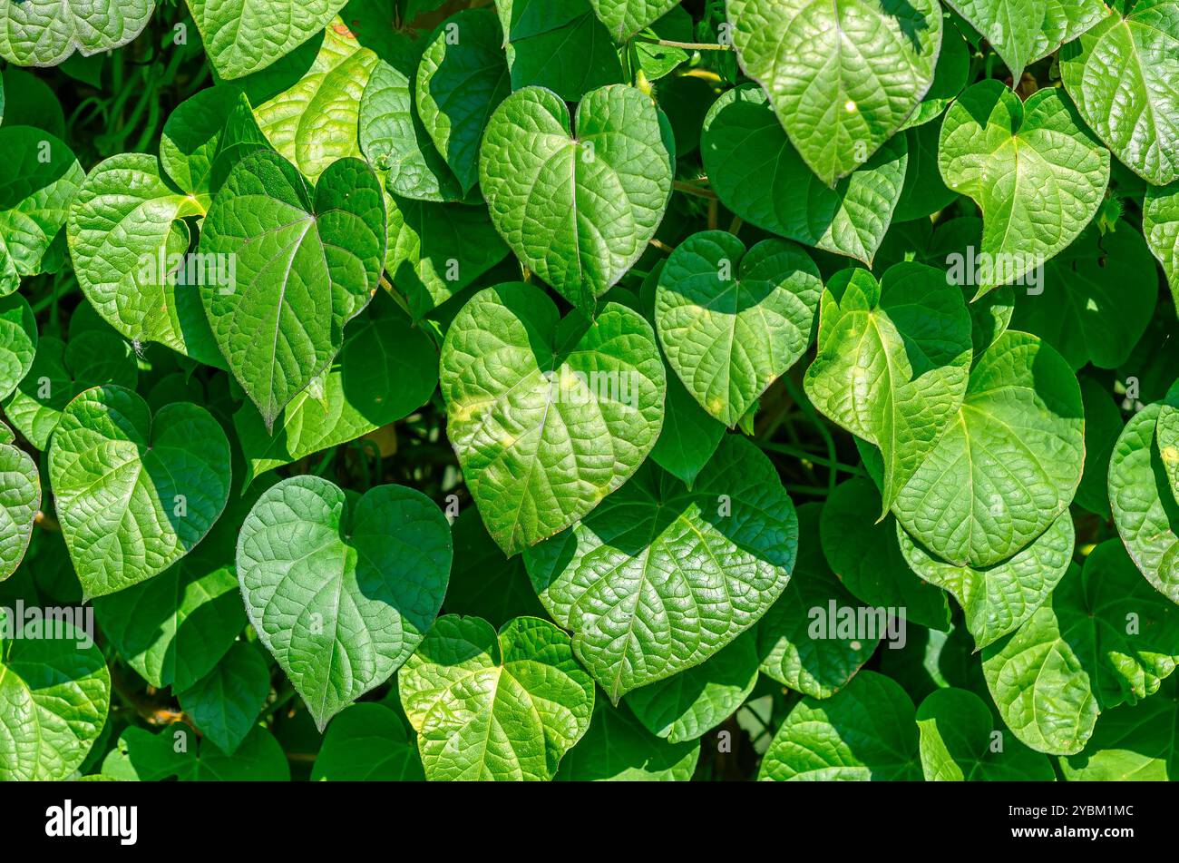 Macro of many green leaves. Natural background green leaves, nature ...