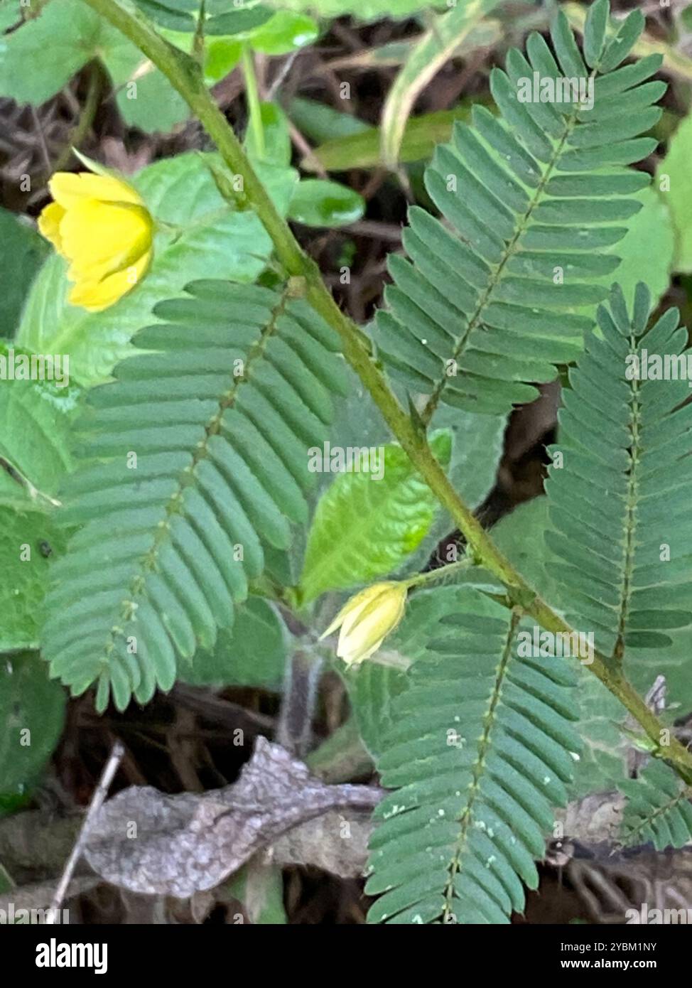 flowering plants (Angiospermae) Plantae Stock Photo - Alamy