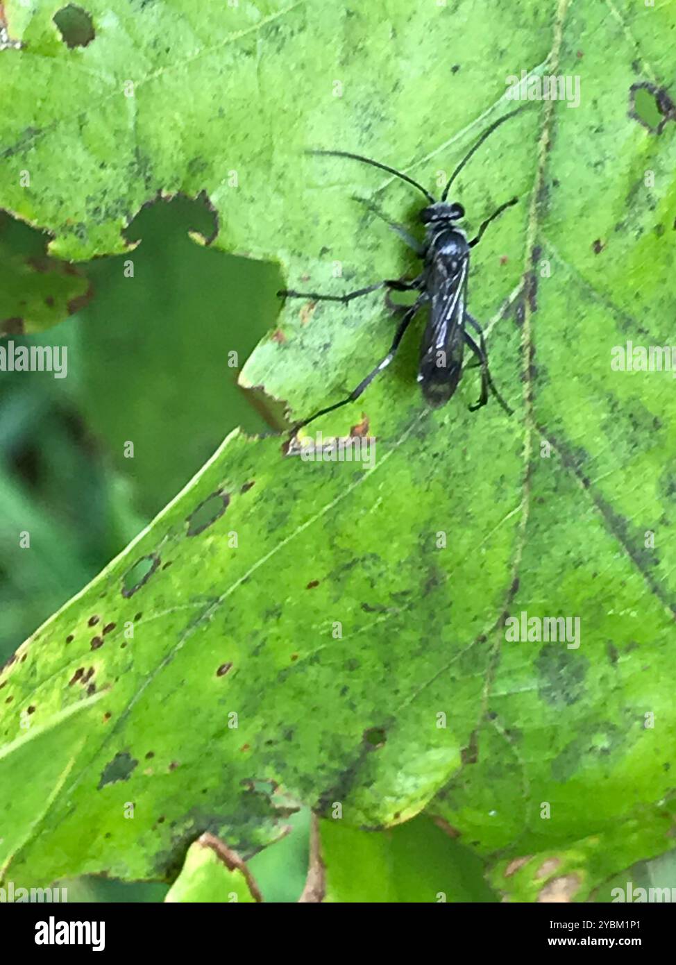 Spider Wasps (Pompilidae) Insecta Stock Photo - Alamy