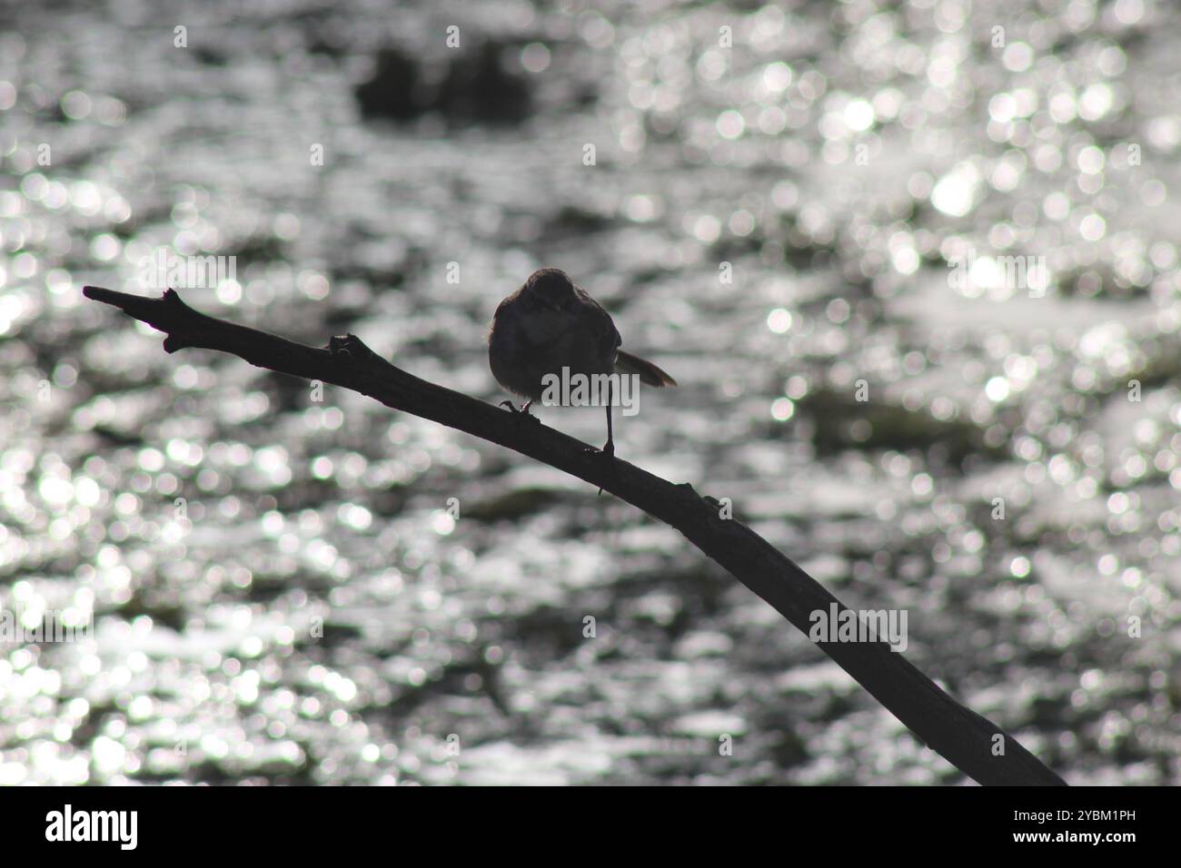 Common Cape Wagtail (Motacilla capensis capensis) Aves Stock Photo - Alamy