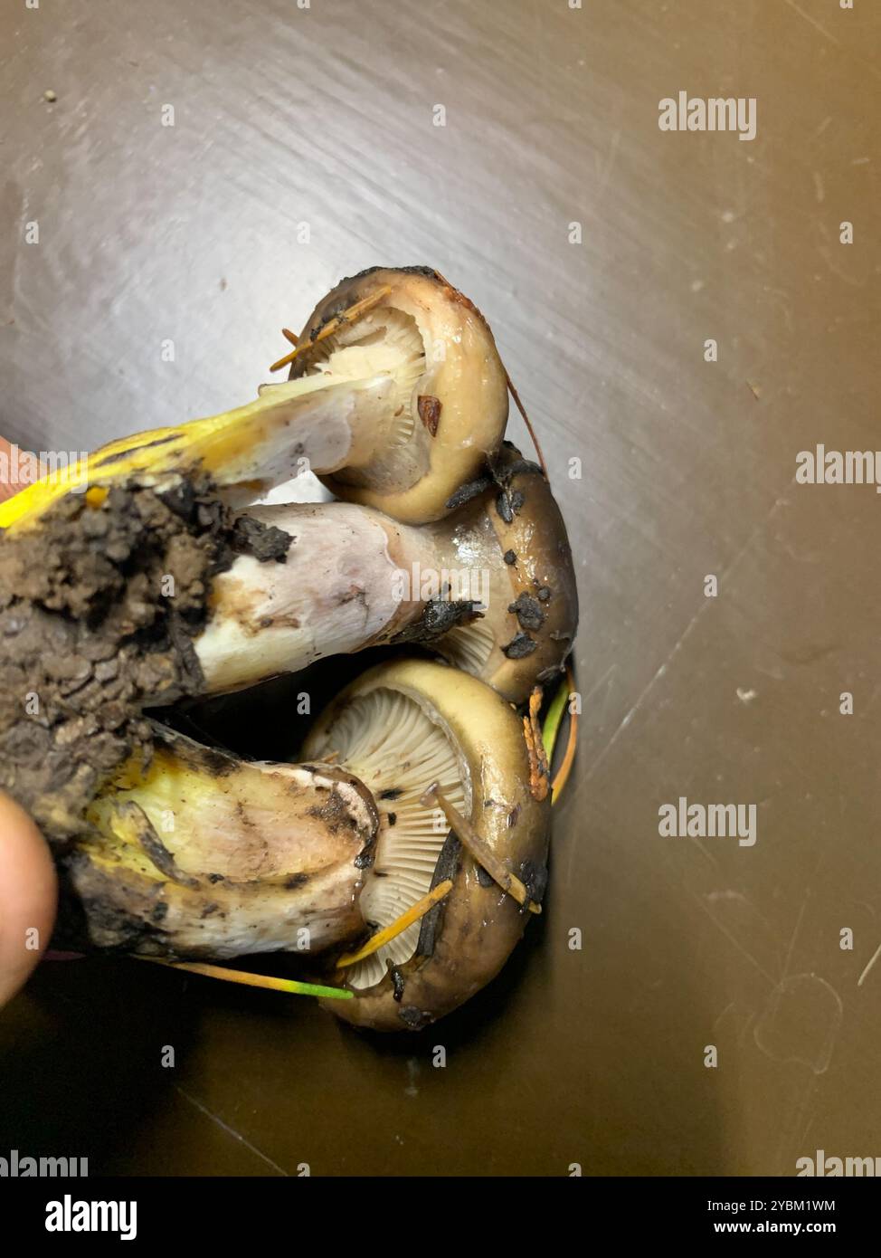 Blackening Slime Spike (Gomphidius oregonensis) Fungi Stock Photo - Alamy