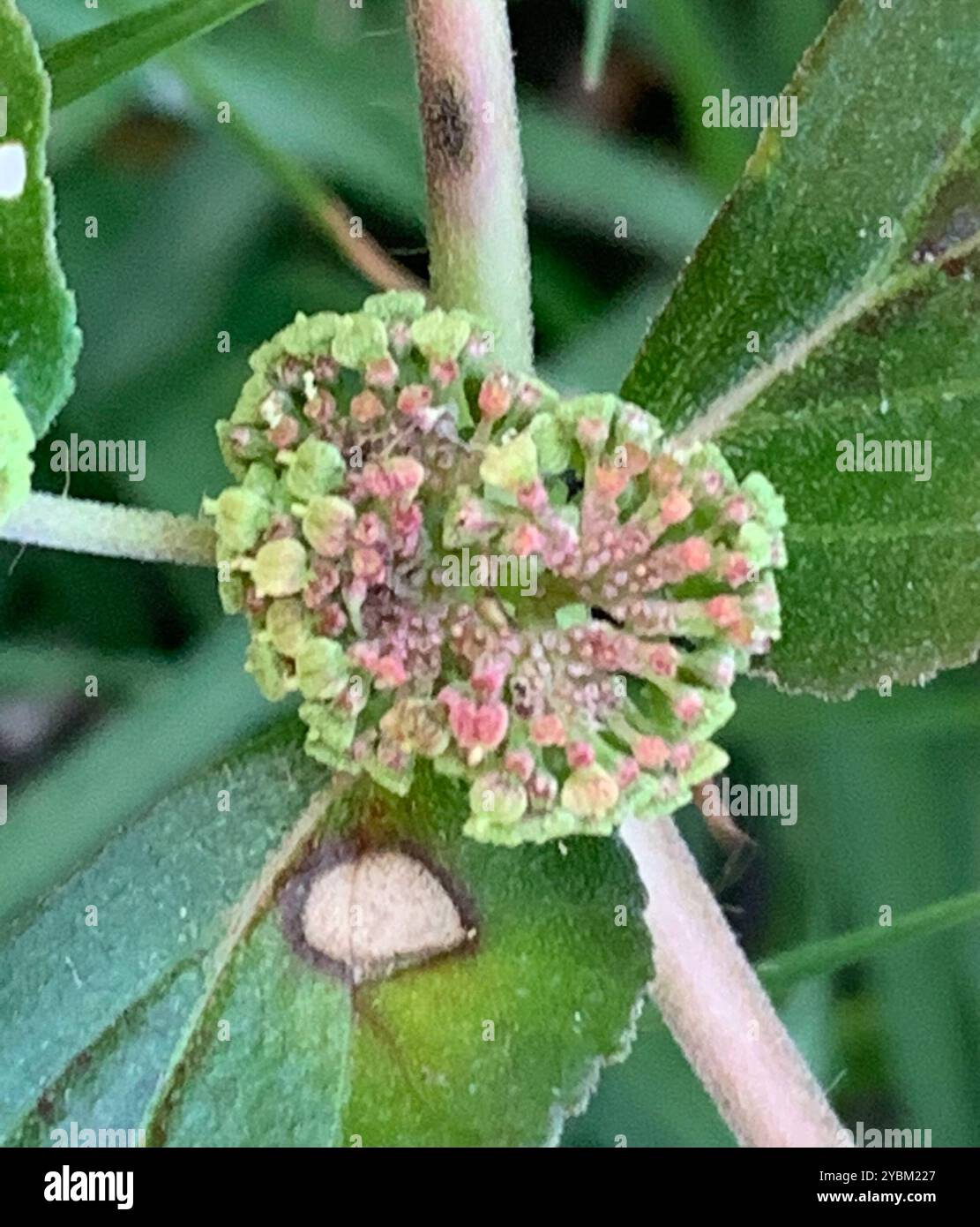 Asthma plant (Euphorbia hirta) Plantae Stock Photo - Alamy