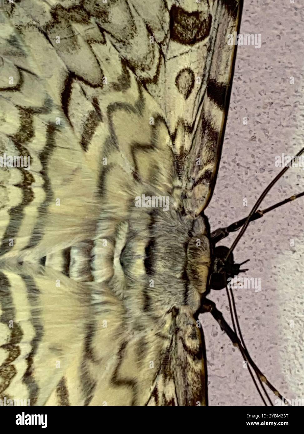 White Witch Moth (Thysania agrippina) Insecta Stock Photo - Alamy