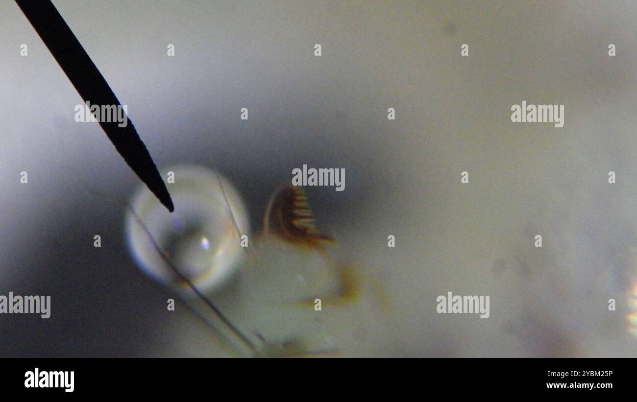 Spectacled Snail-case Caddisfly (Helicopsyche borealis) Insecta Stock ...