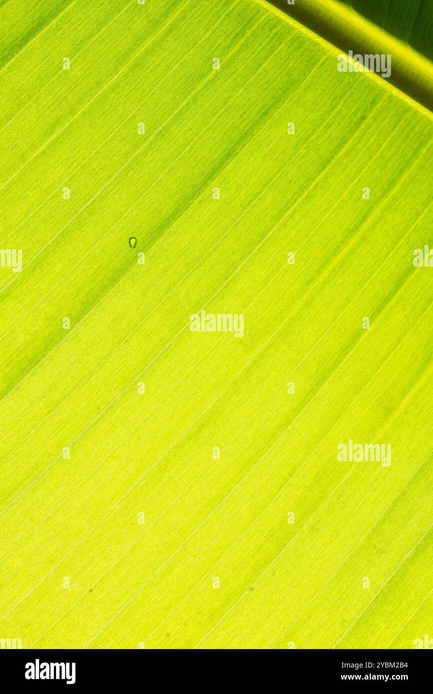 Lines leaf hi-res stock photography and images - Alamy