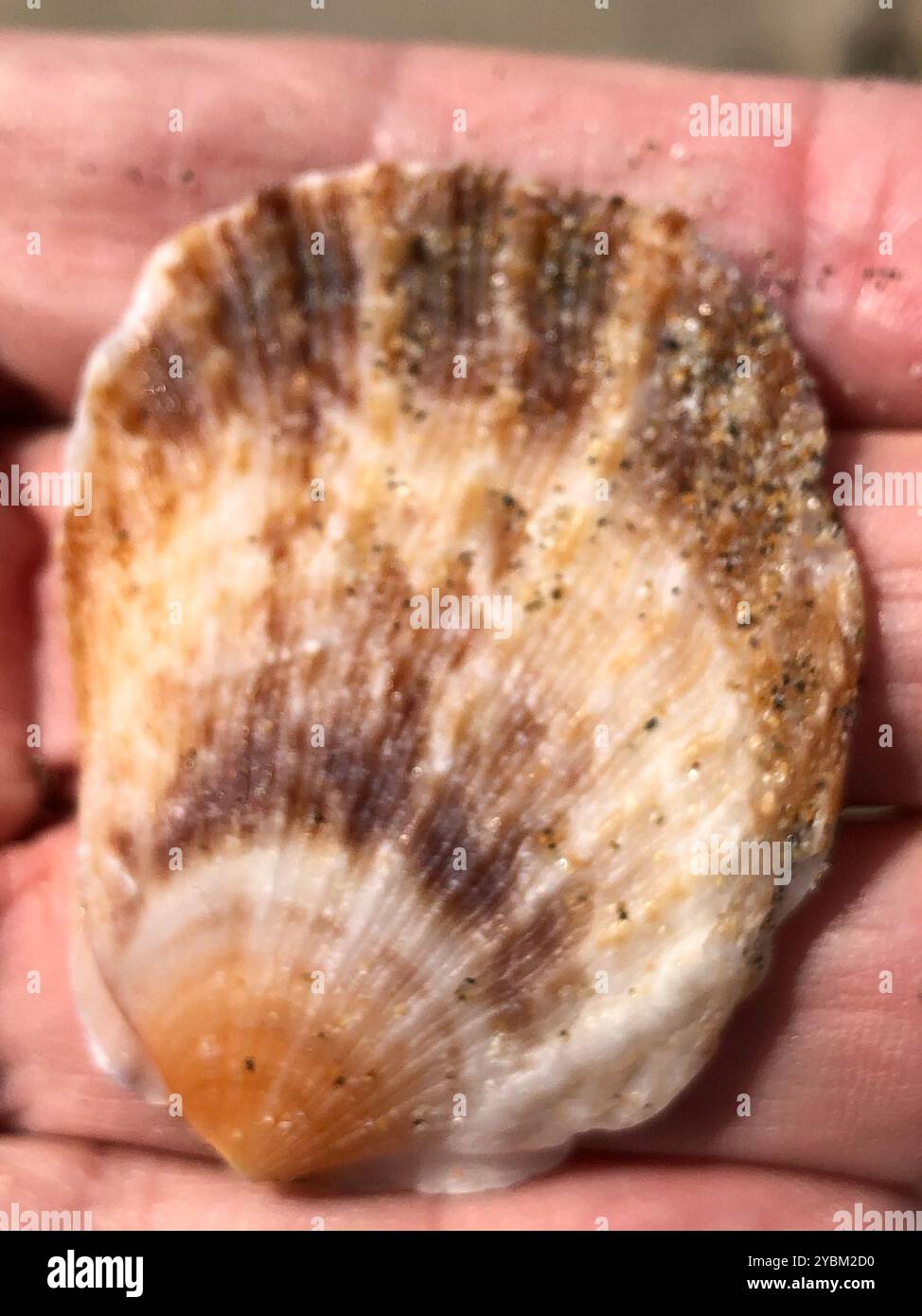 Giant Rock Scallop (Crassadoma gigantea) Mollusca Stock Photo - Alamy