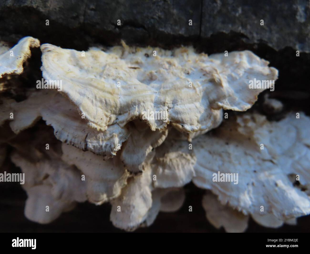 (Trametes pubescens) Fungi Stock Photo - Alamy