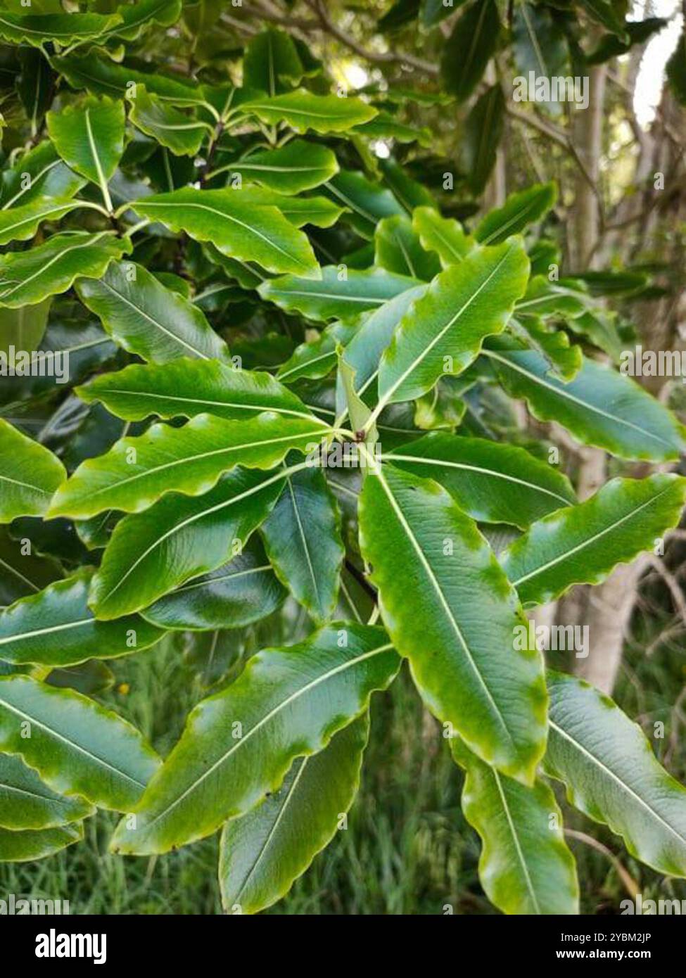 tarata (Pittosporum eugenioides) Plantae Stock Photo - Alamy