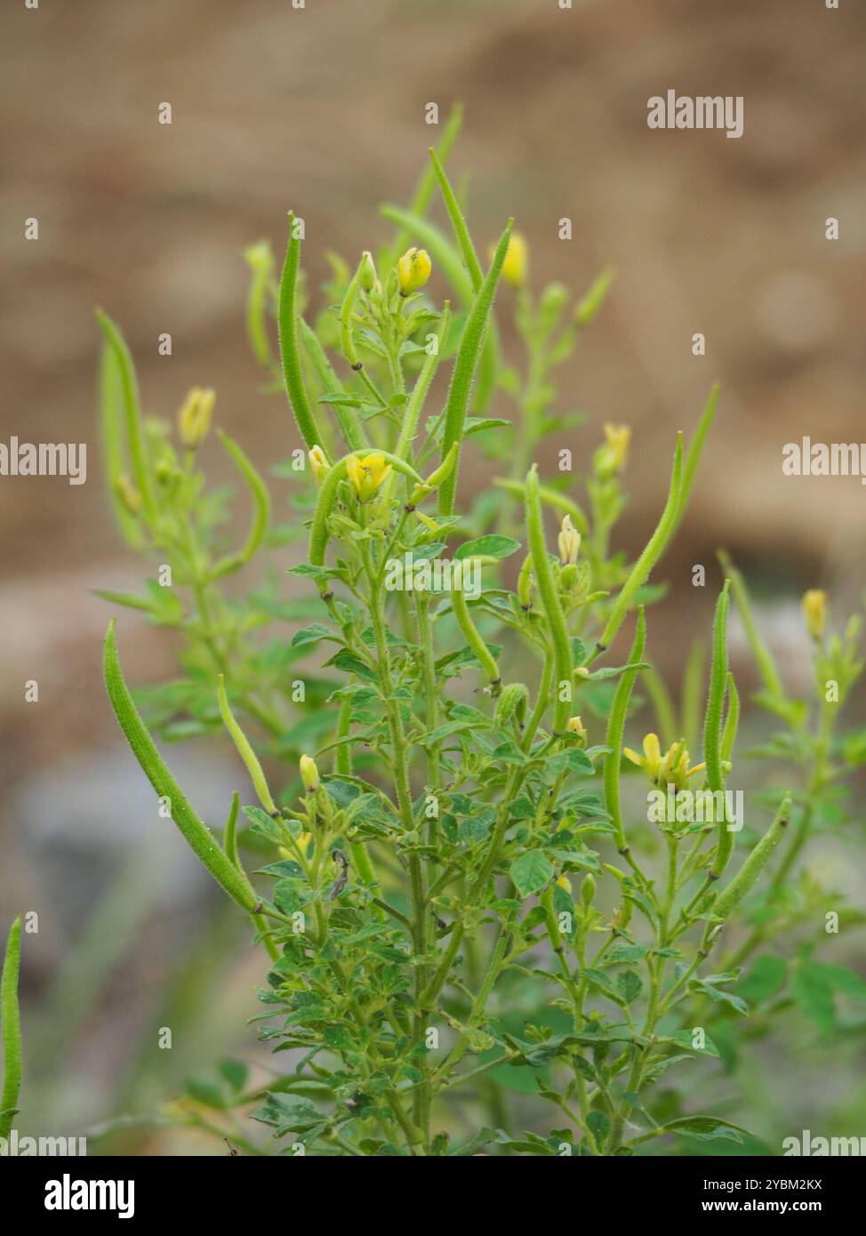 Asian spiderflower (Cleome viscosa) Plantae Stock Photo - Alamy