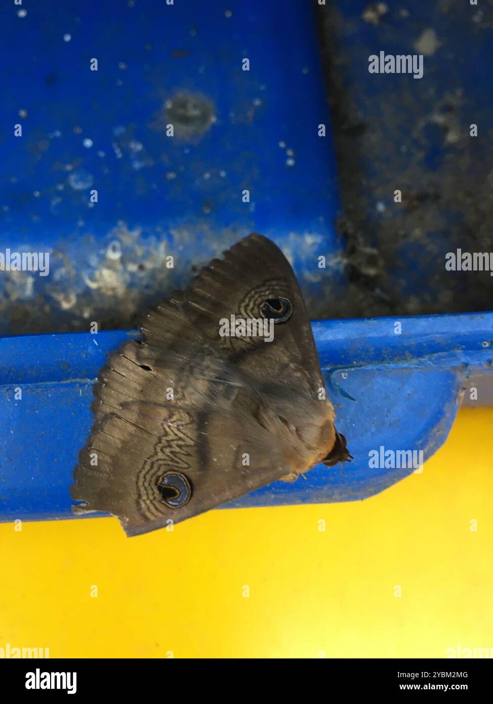 Southern Moon Moth (Dasypodia selenophora) Insecta Stock Photo - Alamy