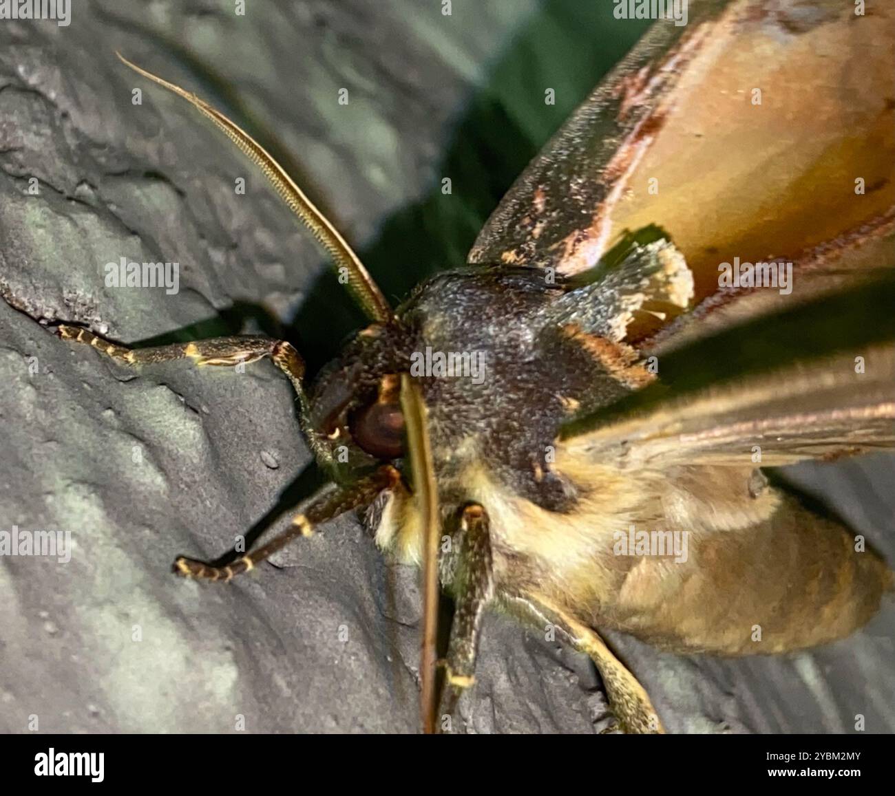 (Crinodes bellatrix) Insecta Stock Photo - Alamy