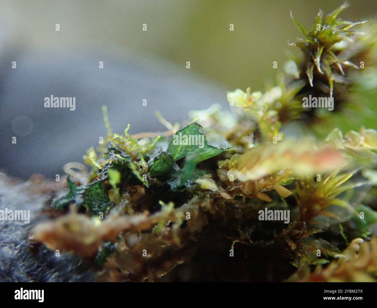 (Scytinium californicum) Fungi Stock Photo - Alamy