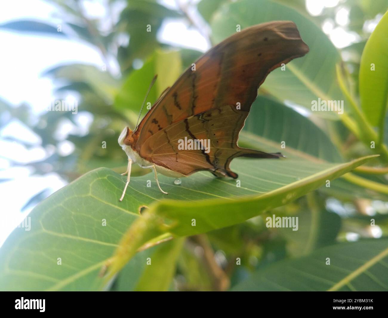 Ruddy Daggerwing (Marpesia petreus) Insecta Stock Photo - Alamy