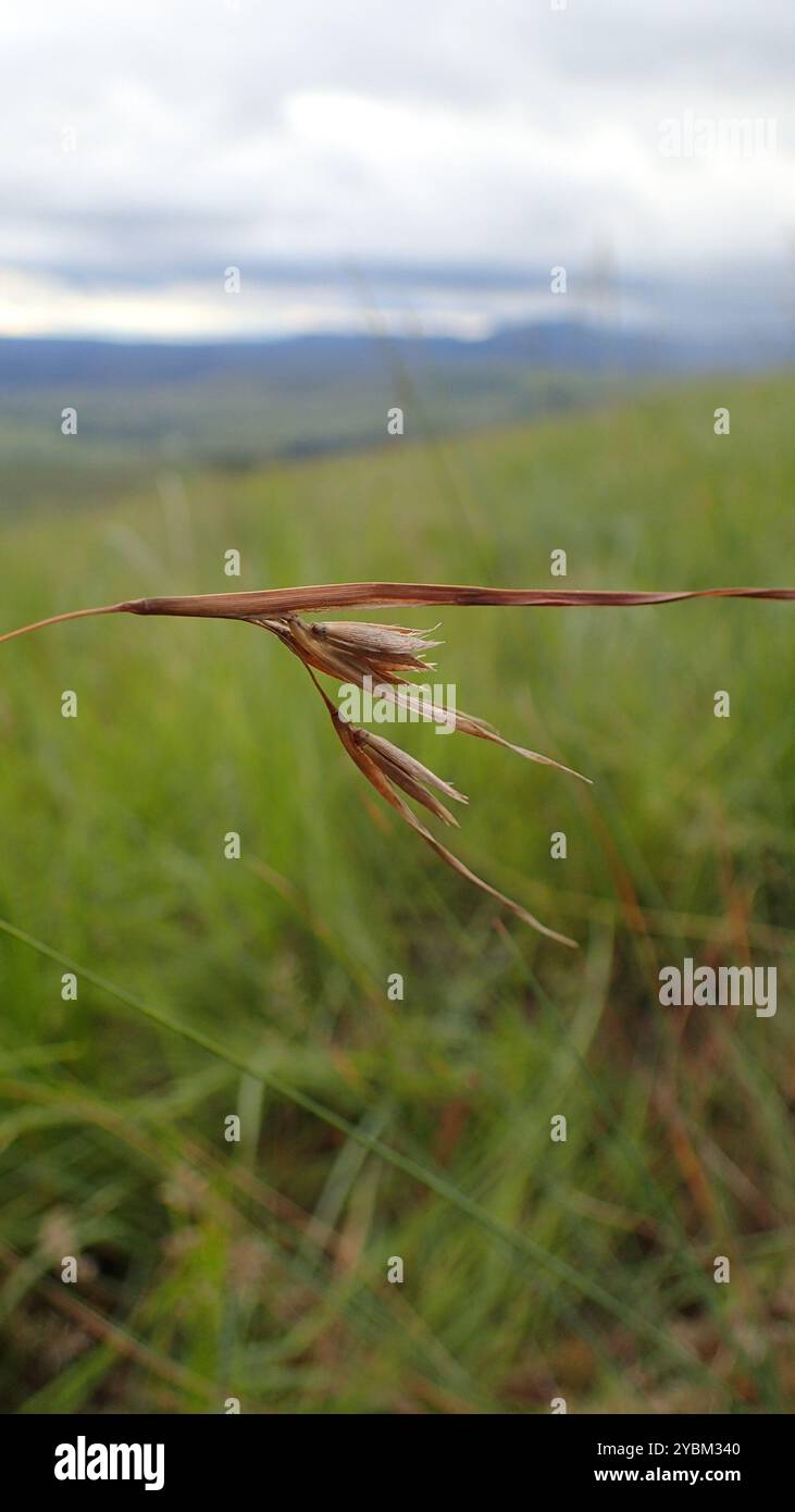 Kangaroo Grass (Themeda triandra) Plantae Stock Photo - Alamy