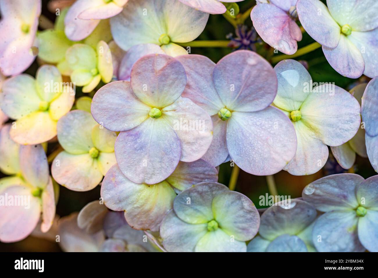 Flower plant nature texture hi-res stock photography and images - Alamy
