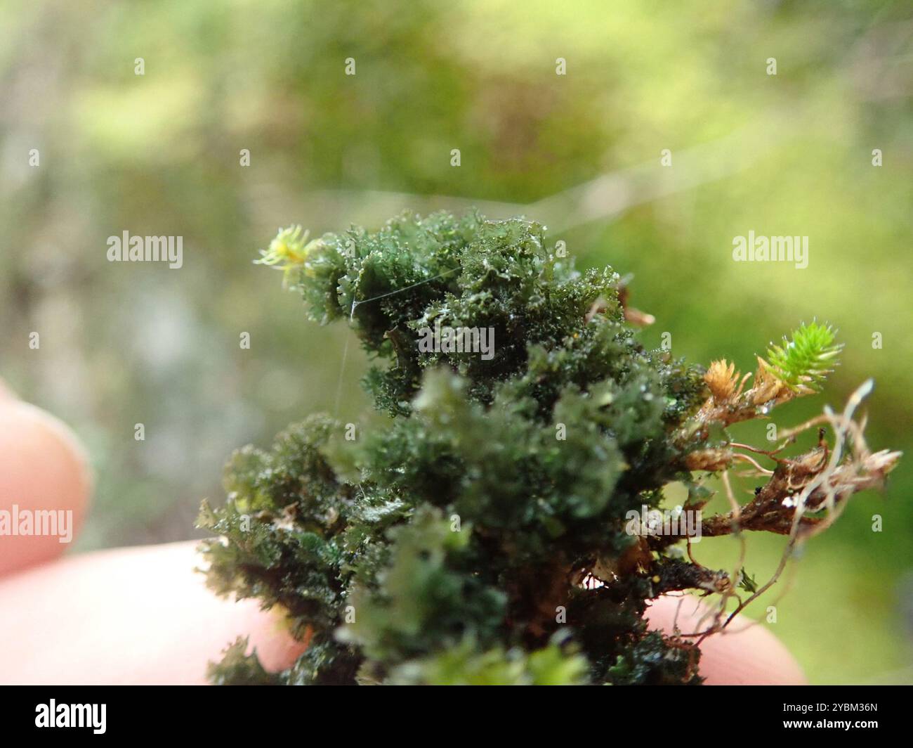 Tattered Jellyskin Lichen (Scytinium lichenoides) Fungi Stock Photo - Alamy