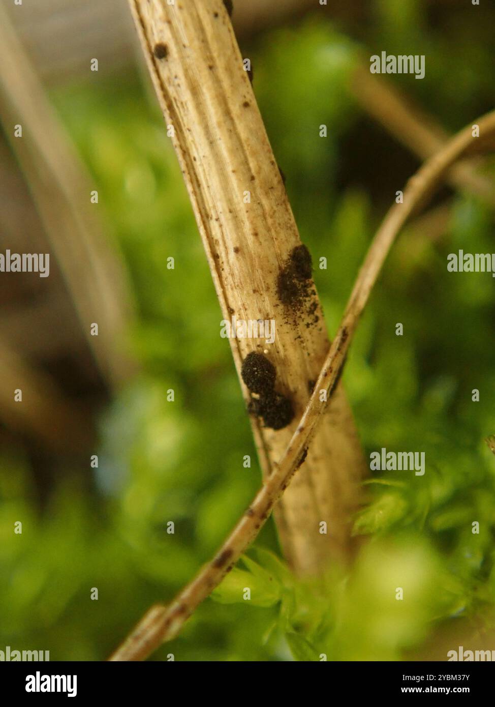 Smut fungi (Ustilaginomycetes) Fungi Stock Photo - Alamy