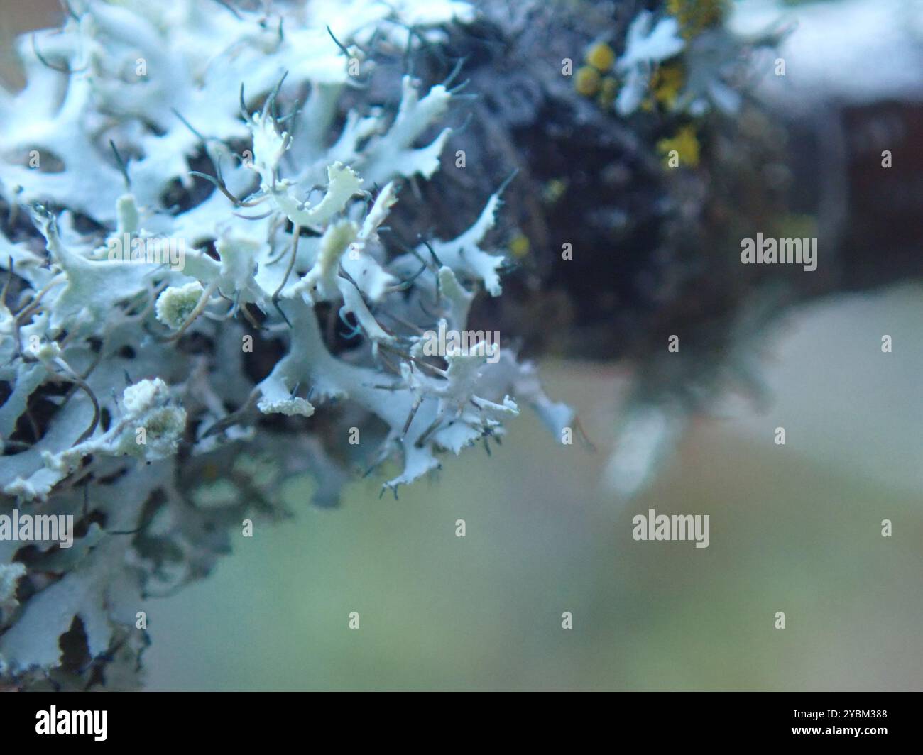 Fringed Rosette Lichen (Physcia tenella) Fungi Stock Photo - Alamy