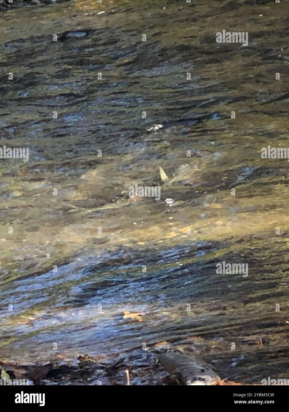 Pacific Salmons and Trouts (Oncorhynchus) Actinopterygii Stock Photo ...