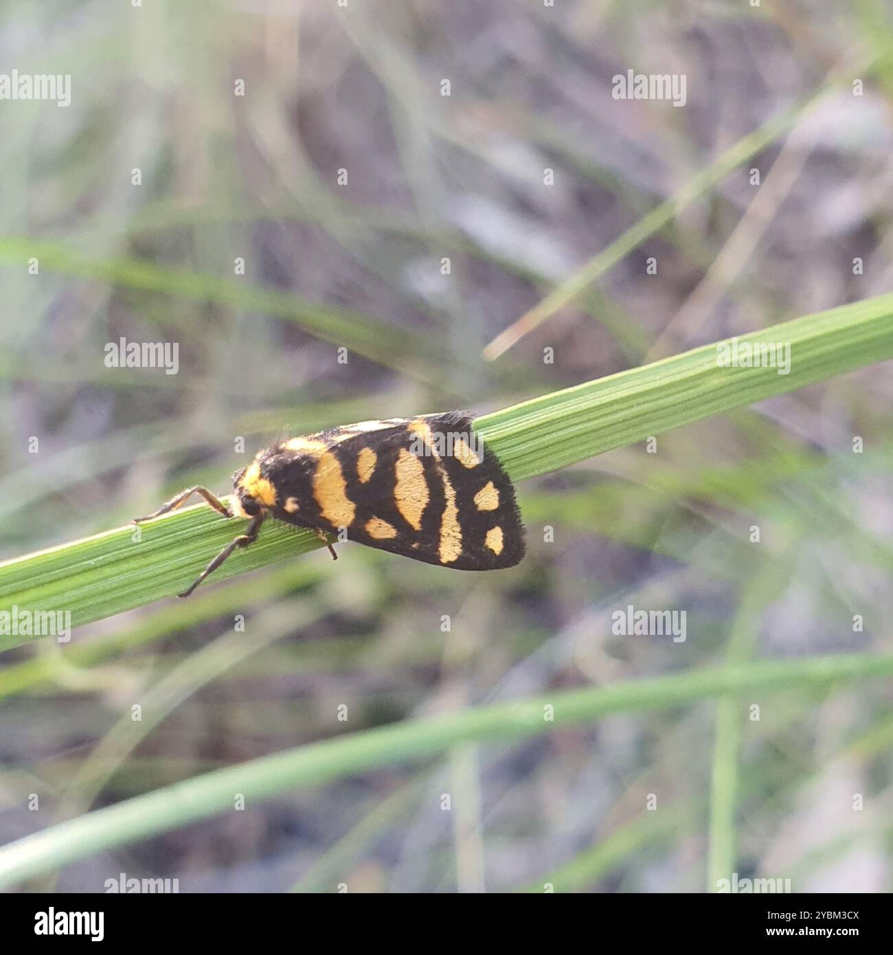 Lydia Lichen Moth (Asura lydia) Insecta Stock Photo - Alamy