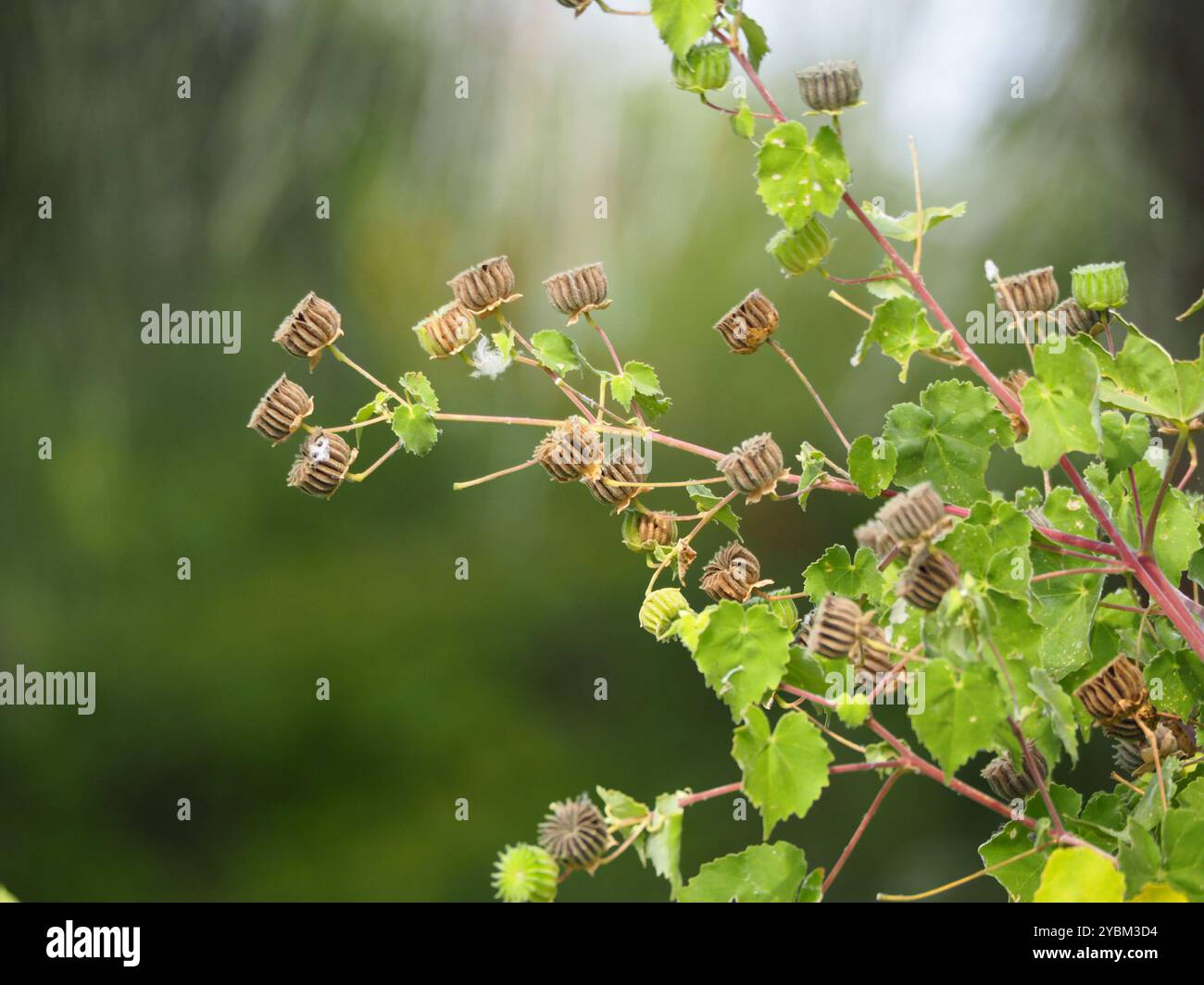 Indian Mallow (Abutilon indicum) Plantae Stock Photo - Alamy