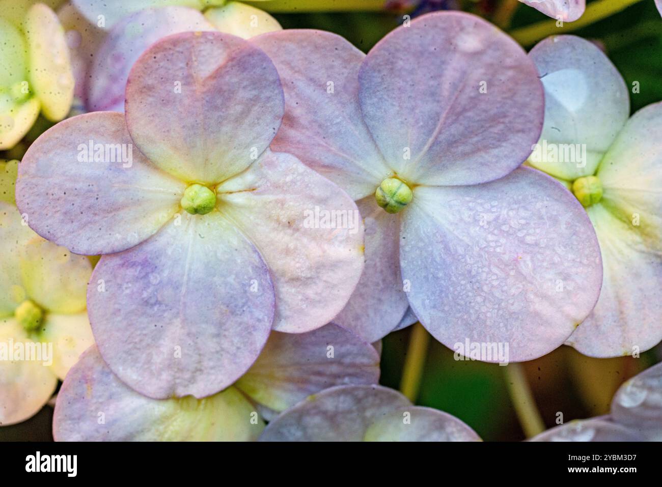 Flower patterns and texture hi-res stock photography and images - Alamy