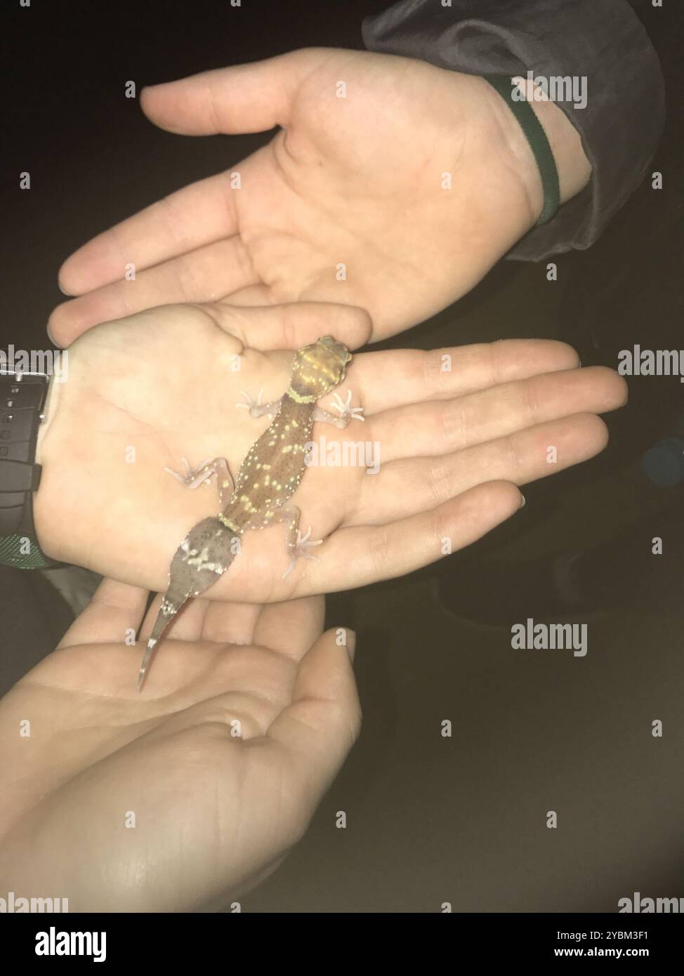 Thick-tailed Barking Gecko (Underwoodisaurus milii) Reptilia Stock ...