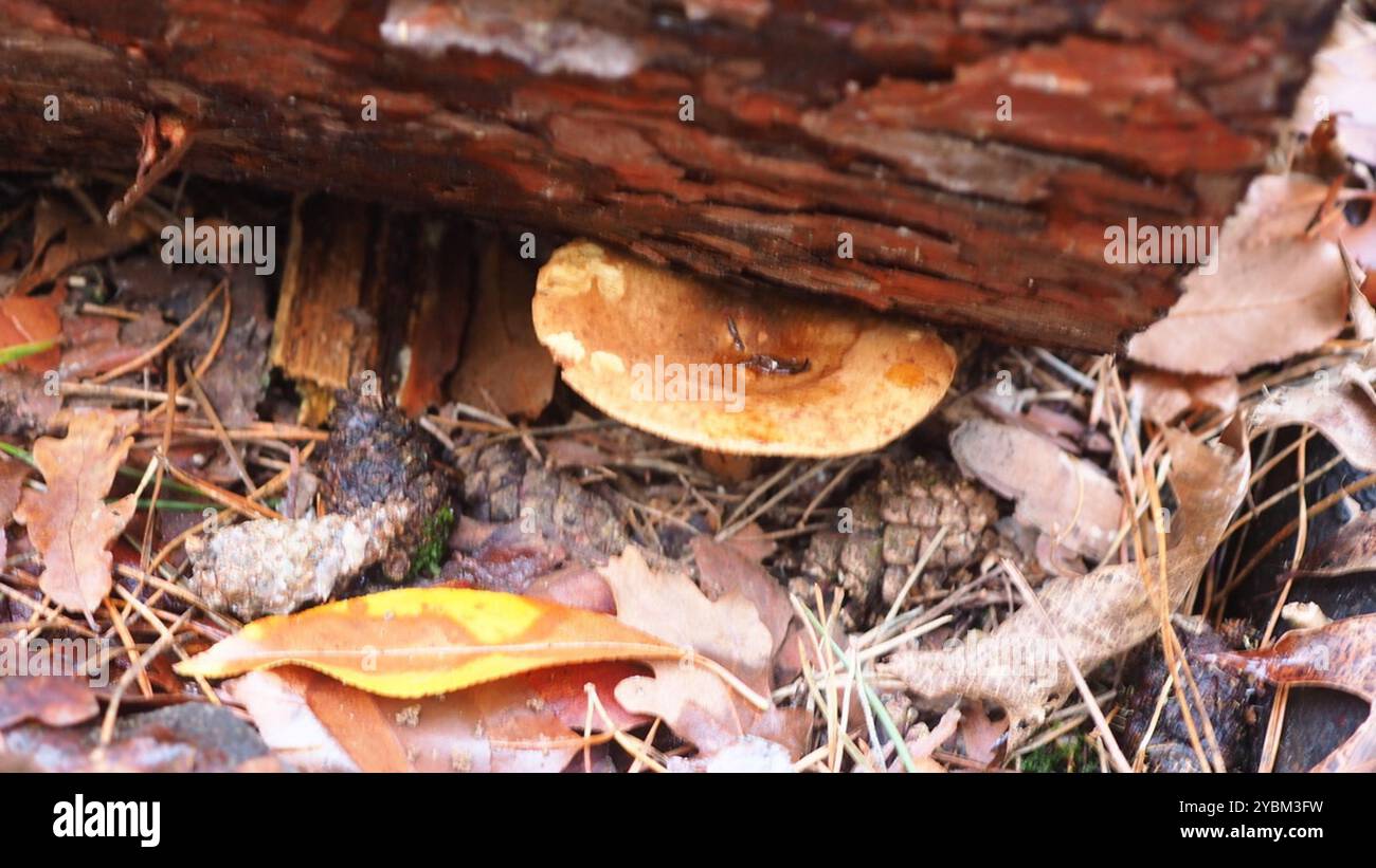 Brown Roll-Rim (Paxillus involutus) Fungi Stock Photo - Alamy