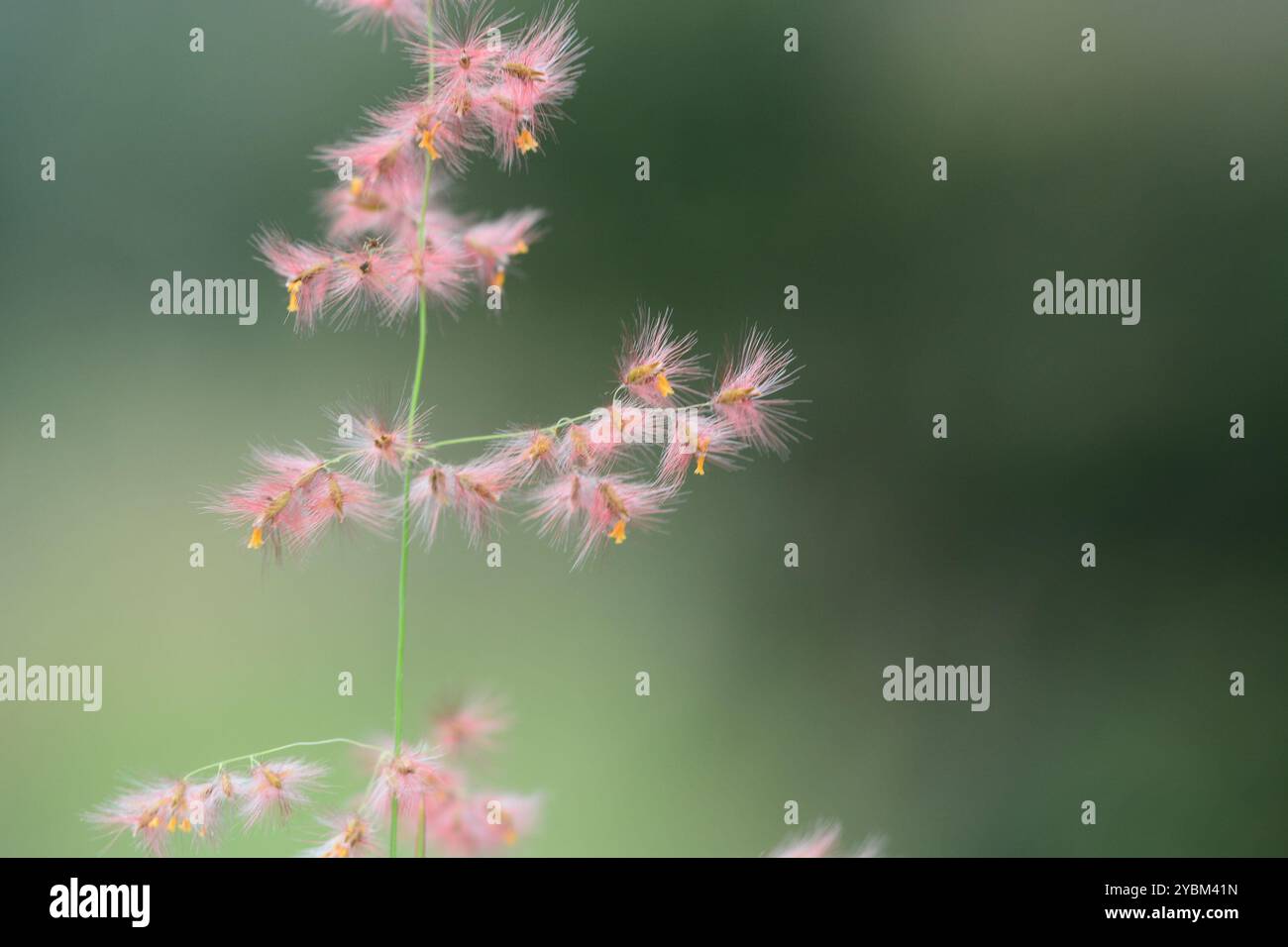 (Melinis repens grandiflora) Plantae Stock Photo - Alamy