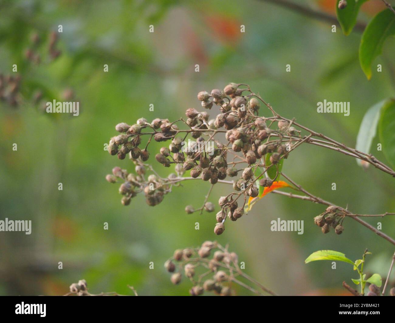 Subcostate Crape Myrtle (Lagerstroemia subcostata) Plantae Stock Photo ...