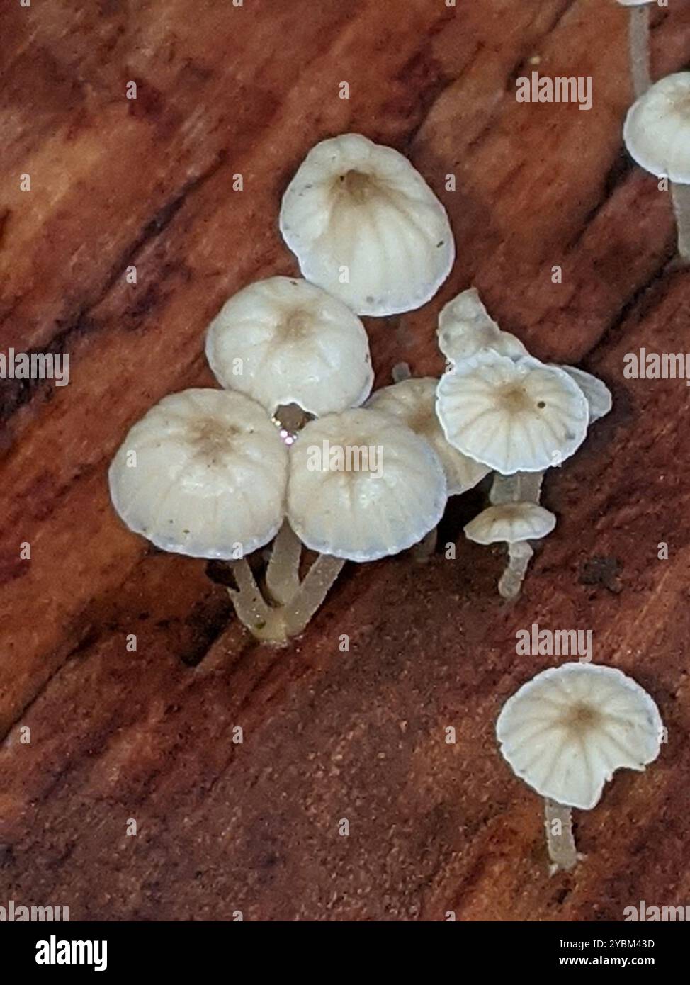 Phloeomana hi-res stock photography and images - Alamy