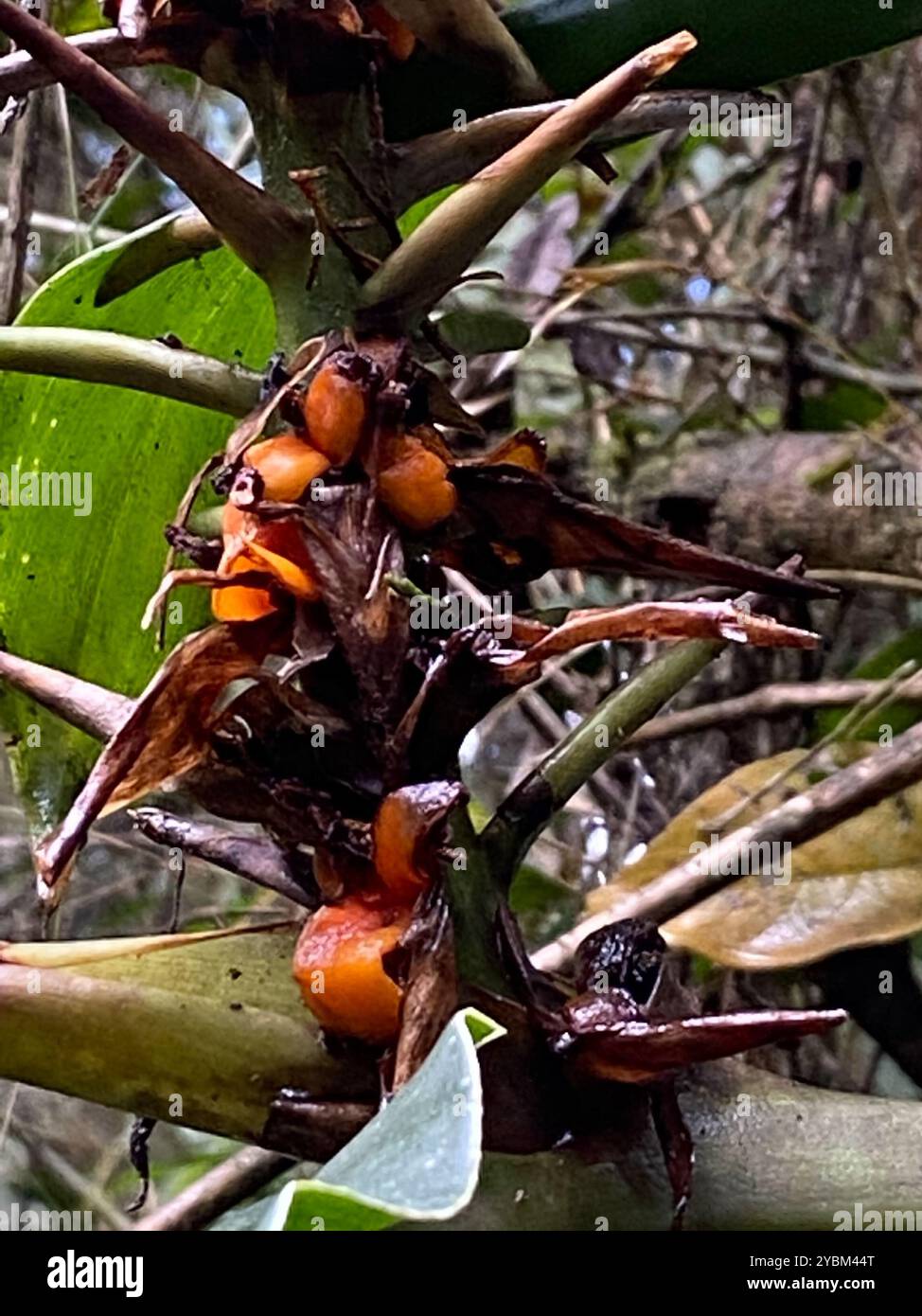 gingers, bananas, and allies (Zingiberales) Plantae Stock Photo - Alamy