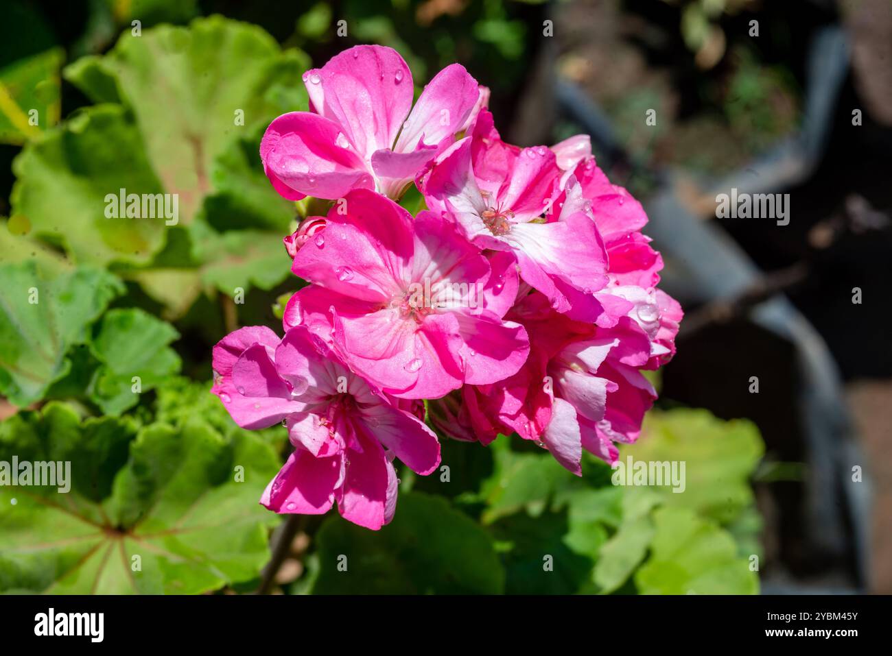 Horseshoe geranium ( Pelargonium zonale ) - Uganda Stock Photo - Alamy