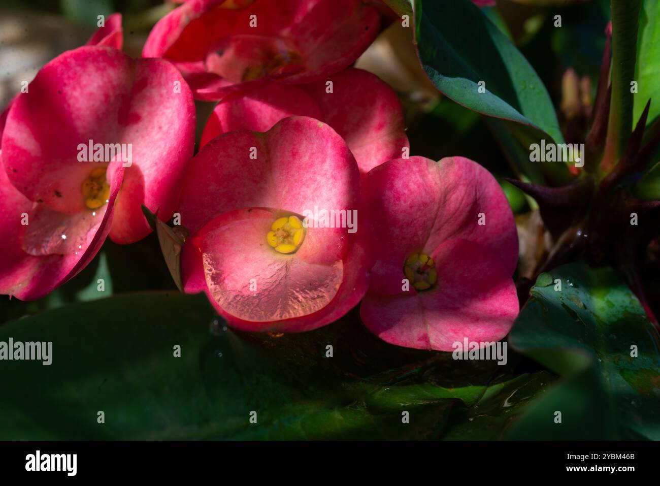 Crown of thorns ( Euphorbia lophogona ) Kampala Uganda Stock Photo - Alamy