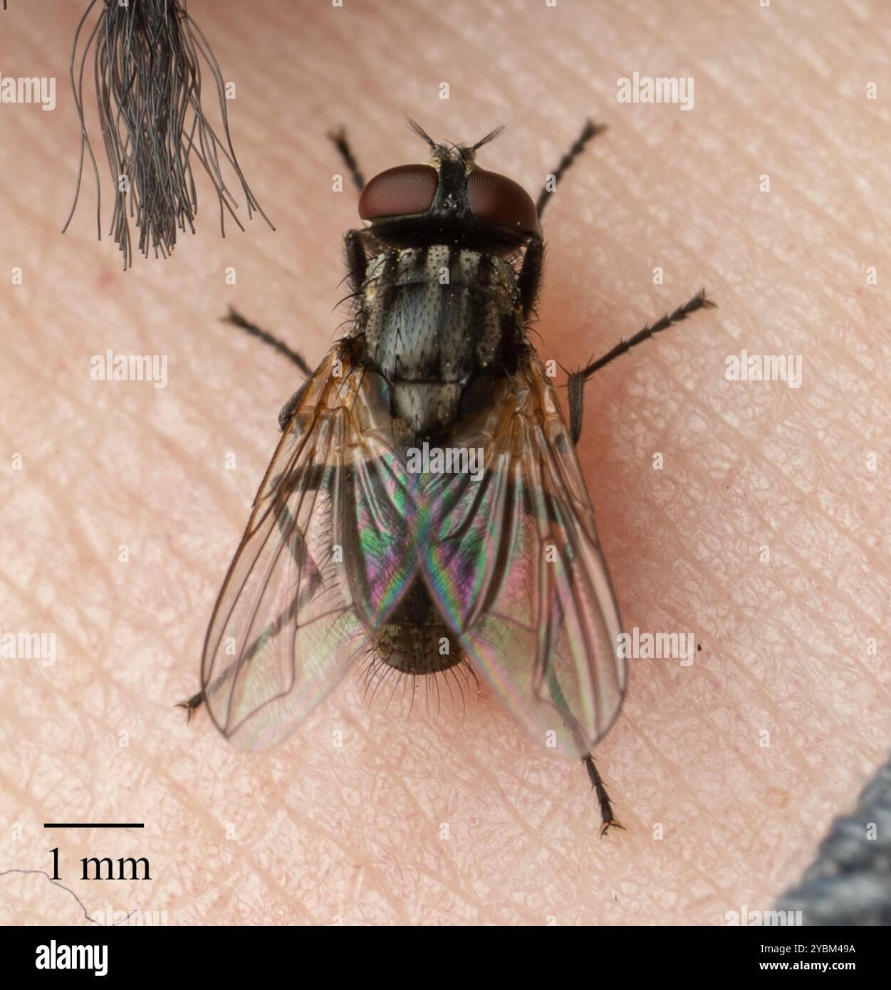 Common House Fly (Musca domestica) Insecta Stock Photo - Alamy