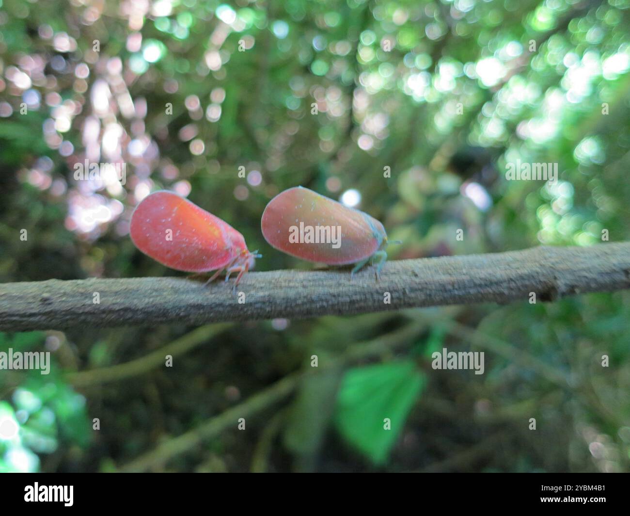 Flatida rosea hi-res stock photography and images - Alamy